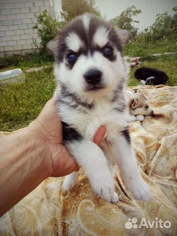 Щенки сибирской хаски