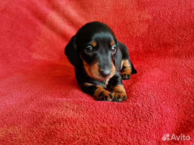 Щенки таксы