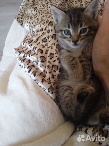 Кошка в дар