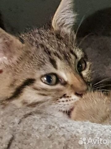 Спасите котят