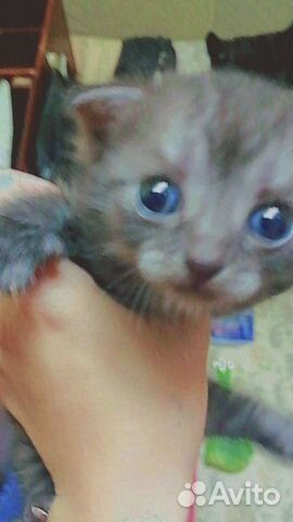 Кошки в добрые руки бесплатно