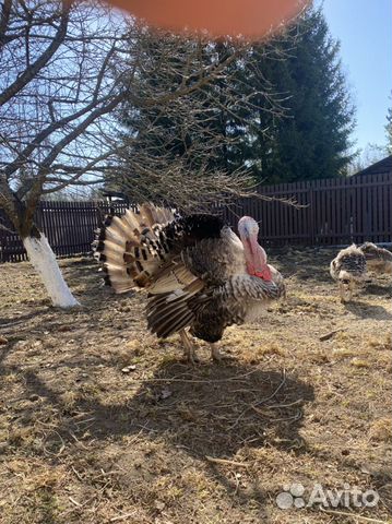 Семья индюков