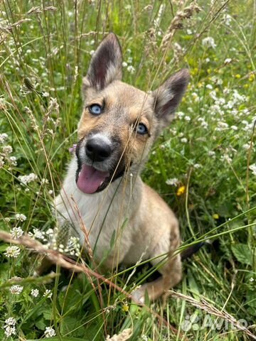 Щенки детей выбросили в заброшенный дом