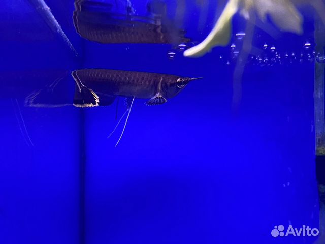 Арована черная