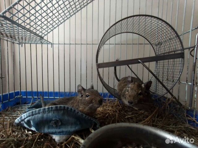 Белка дегу бесплатно