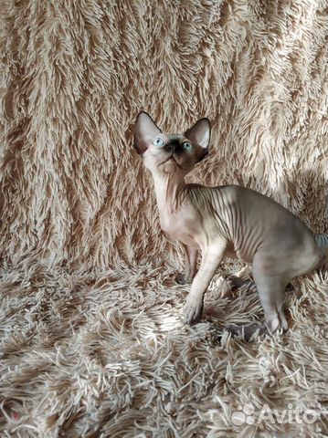 Девочка канадочка