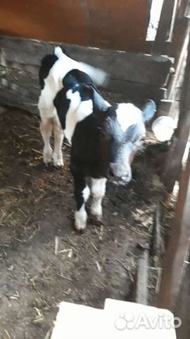 Продается бык