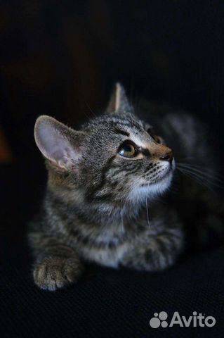 Котенок Дюшеска