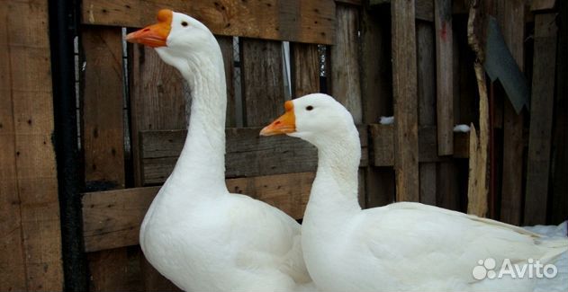 Инкубационное яйцо гусей