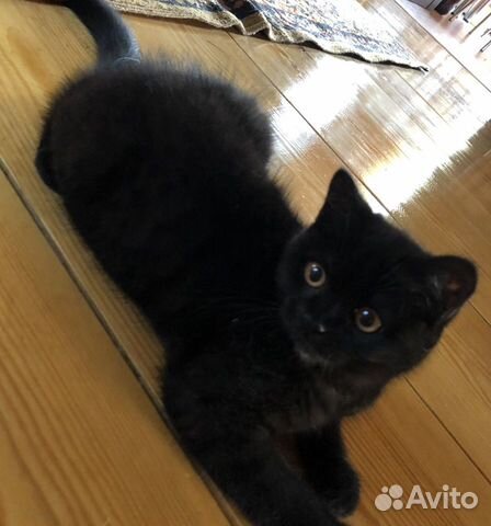 Шотландская вислоухая