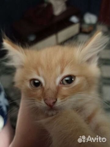 Котята в добрые руки бесплатно