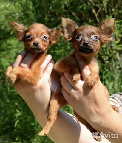 Девочки малышки