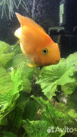 Рыба желтый попугай