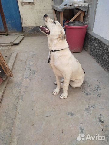 Собака алабай