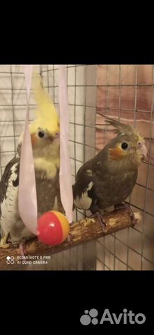 Попугаи Корелла Птенцы 2 мес мальчики и девочки