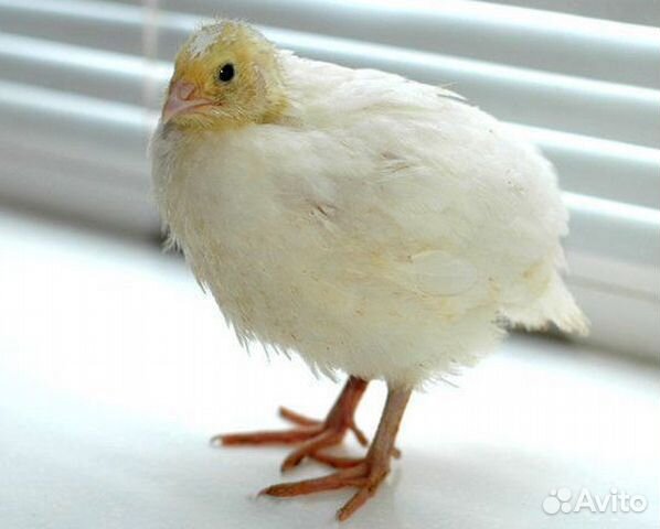 Техасский бройлерный перепел 130