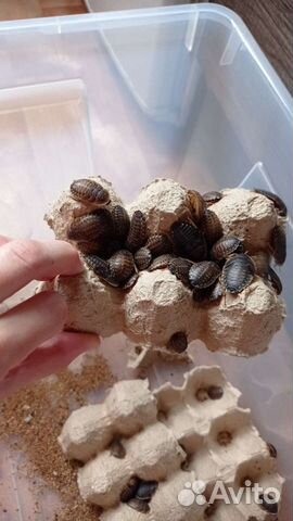 Аргентинский таракан (блаптика дубия)