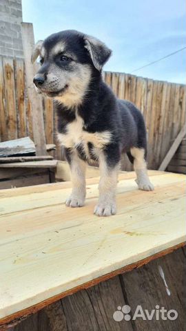 Щенок Герда