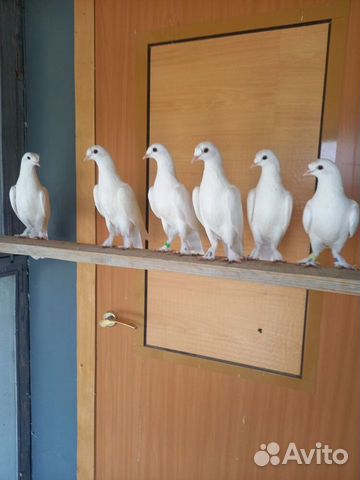 Голуби турецкая такла