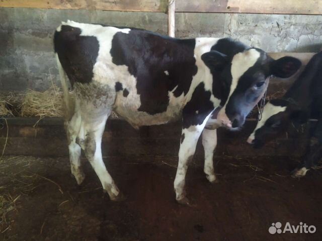 Телята оптом