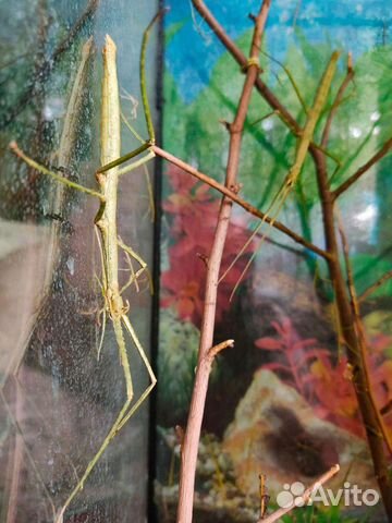 Аннамский палочник