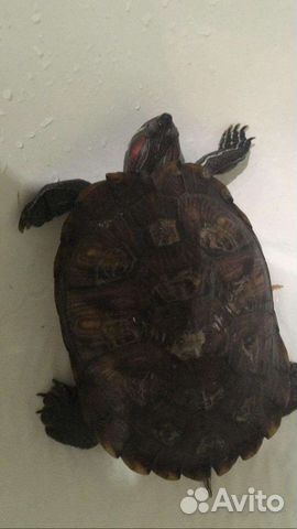 Красноухая черепаха бесплатно