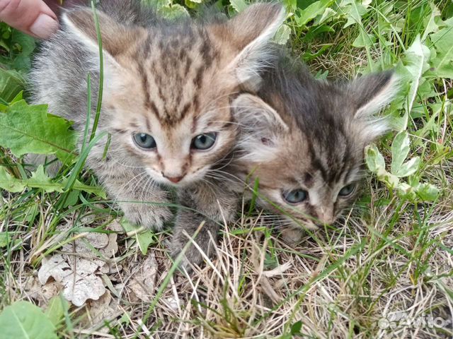 Котята с буквой М на лбу