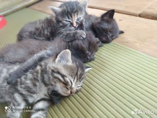 Британские прямоухие котята