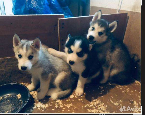 Сибирский хаски