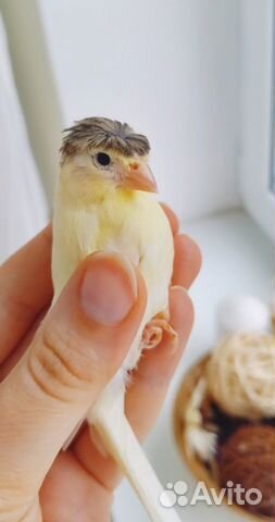 Канарейка самка молодая