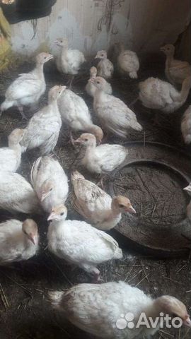 Индюшата и индоутята