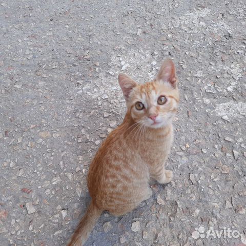 Отдам котенка в хорошие руки