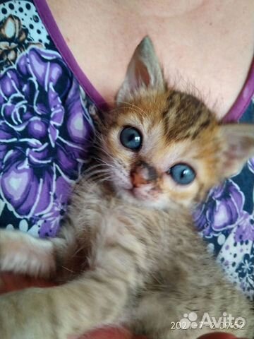 Котенок в поиске семьи