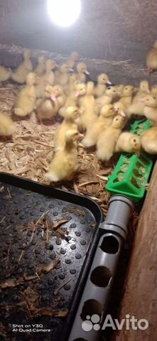 Утята муларды