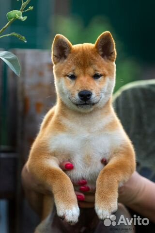 Продам щенка сиба ину, шиба ину