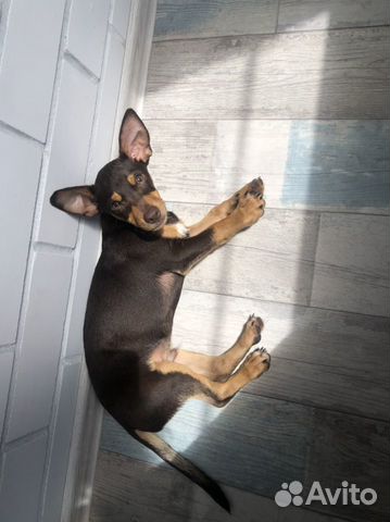 Тойчик ищет добрых и любящих родителей,зовут Ричар