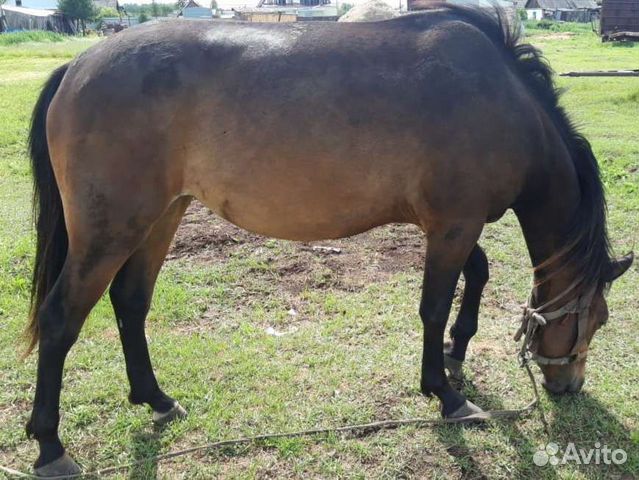 Кобыла 2 года