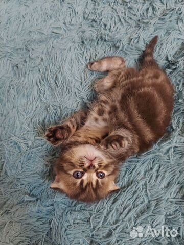 Шотландские котята