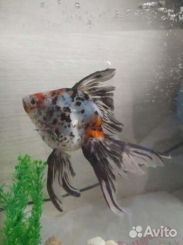 Риукин ситцевый