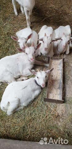 Козлята. Порода Русская Белая