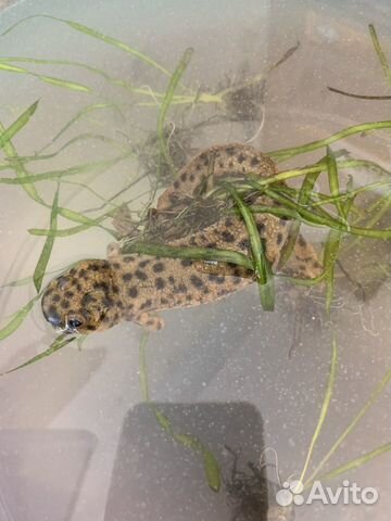 Отдам тритона