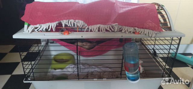 Хорек с клеткой