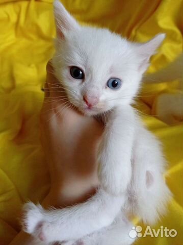 Кошка, Котята