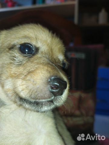 Собака порода Той-Терьер