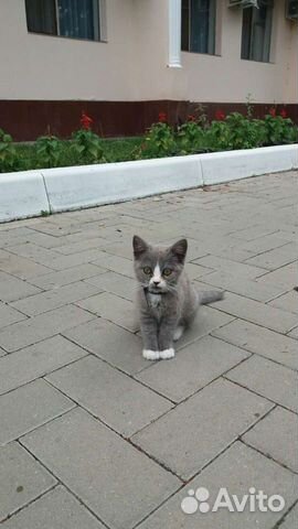 Дымчатый котенок