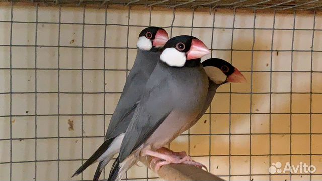 Рисовая Амадина самец