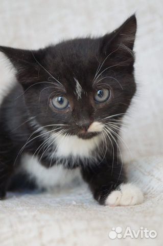 Кекс, 2 месяца, в добрые руки