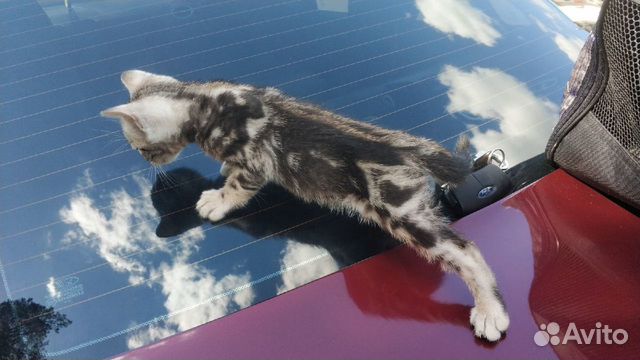 Бенгальские котята
