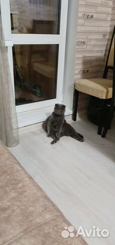 Отдам британскую кошечку