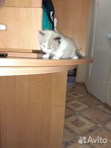 Котёнок продаю
